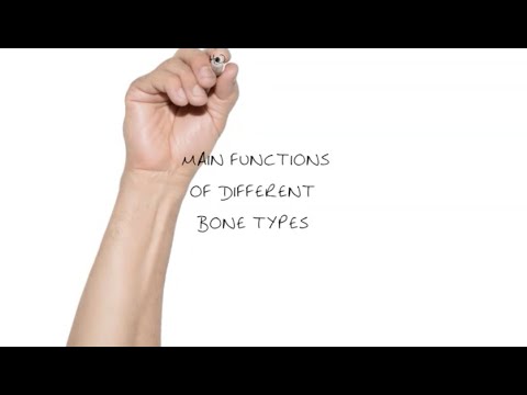 Main functions of different bone types Edexcel GCSE PE - YouTube