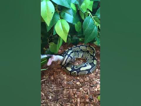 Bonnie's feeding video #1 - Royal Python (Ball Python) - YouTube