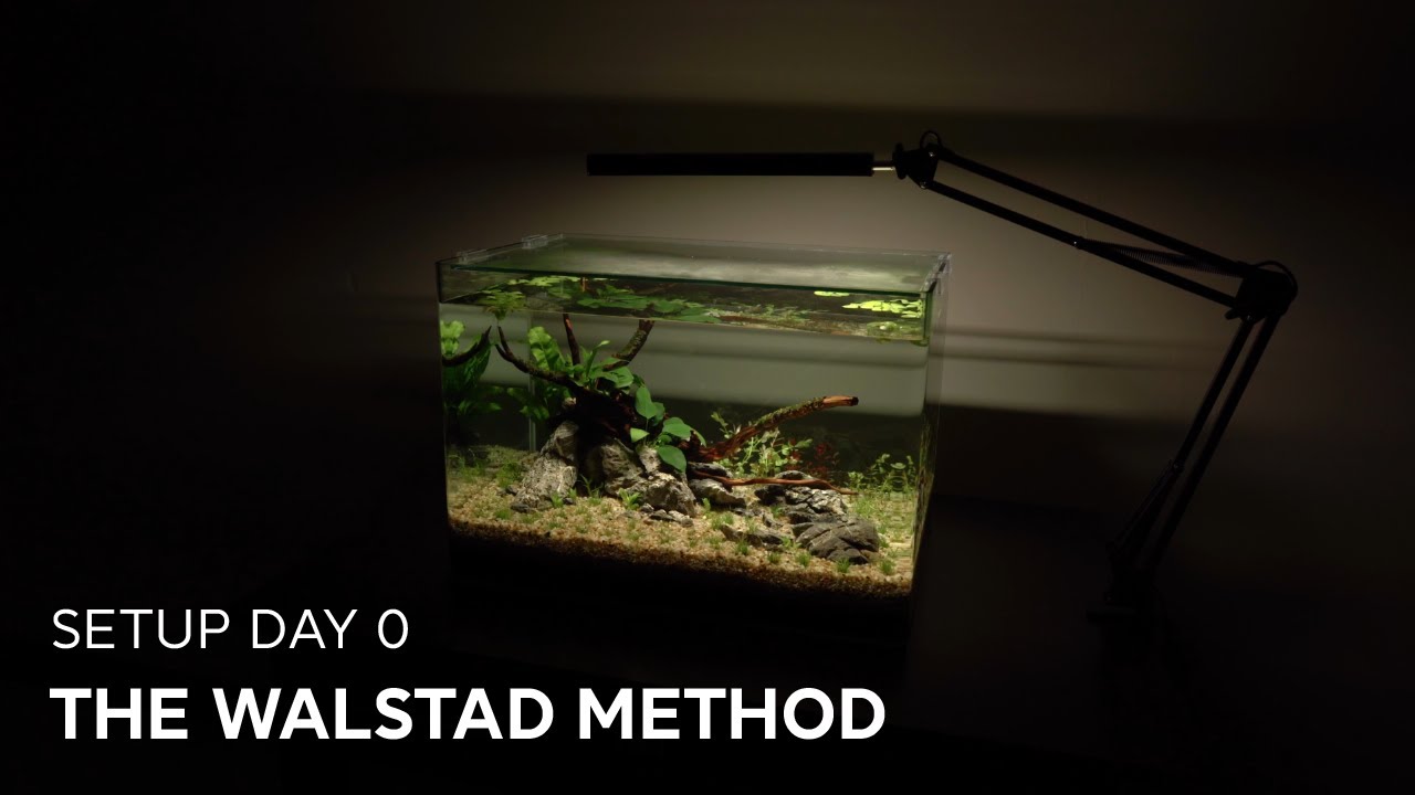 How to setup The Walstad Method Tank (Day 0) | Dirted Tank | No Co2 No ...