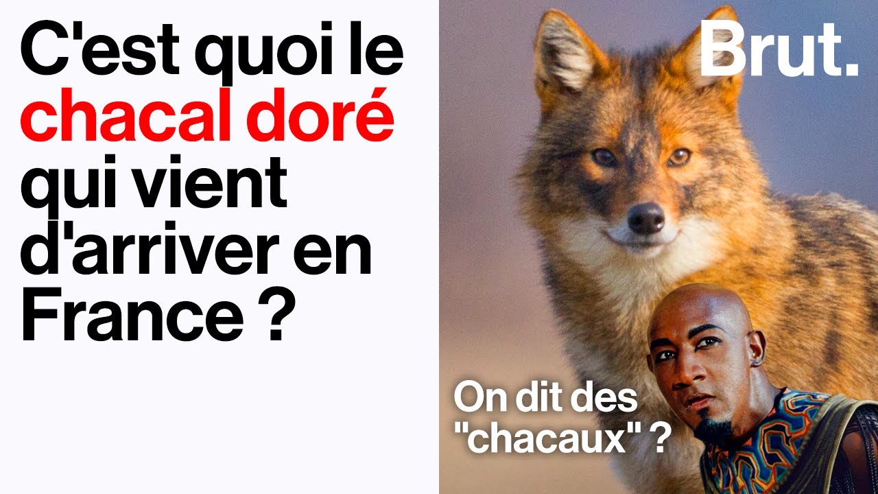 Qu’est-ce que le chacal doré, cette nouvelle espèce sauvage arrivée en ...