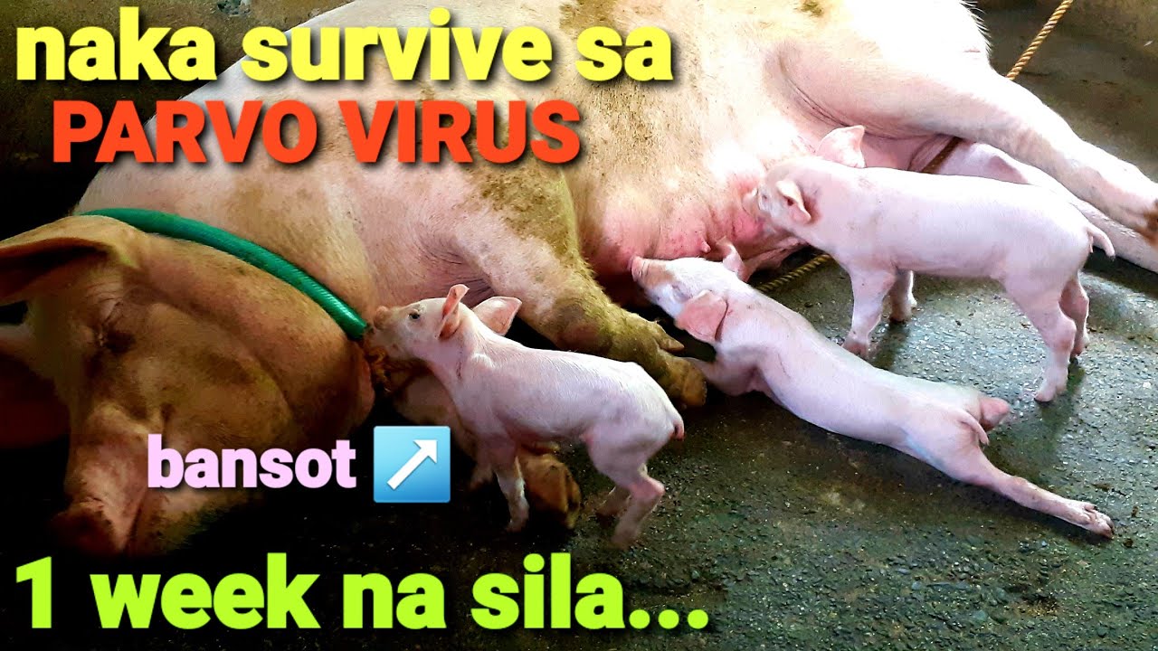 naka survive na 3 biik sa Parvo virus malaki na pero 1 bansot | 1 week ...