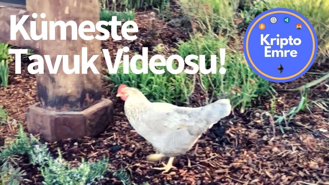 Kümeste Tavuk Videosu - YouTube