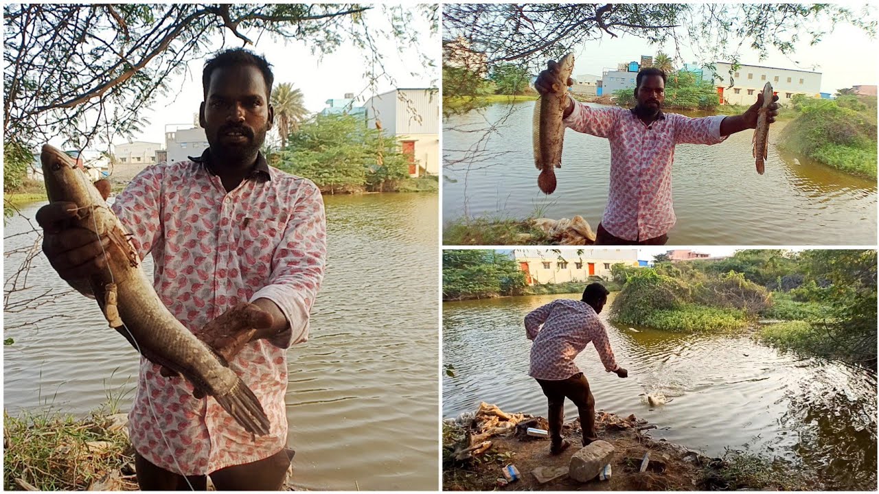 OMG!😱 Catching the Big Murrel Fish in WHITE Color | Snakehead Fish VS ...