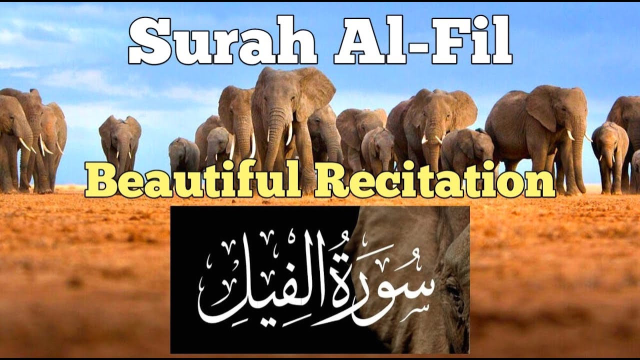 surah al fil | surah al feel | ٱلفِيل | surah fil | surah feel tilawat ...
