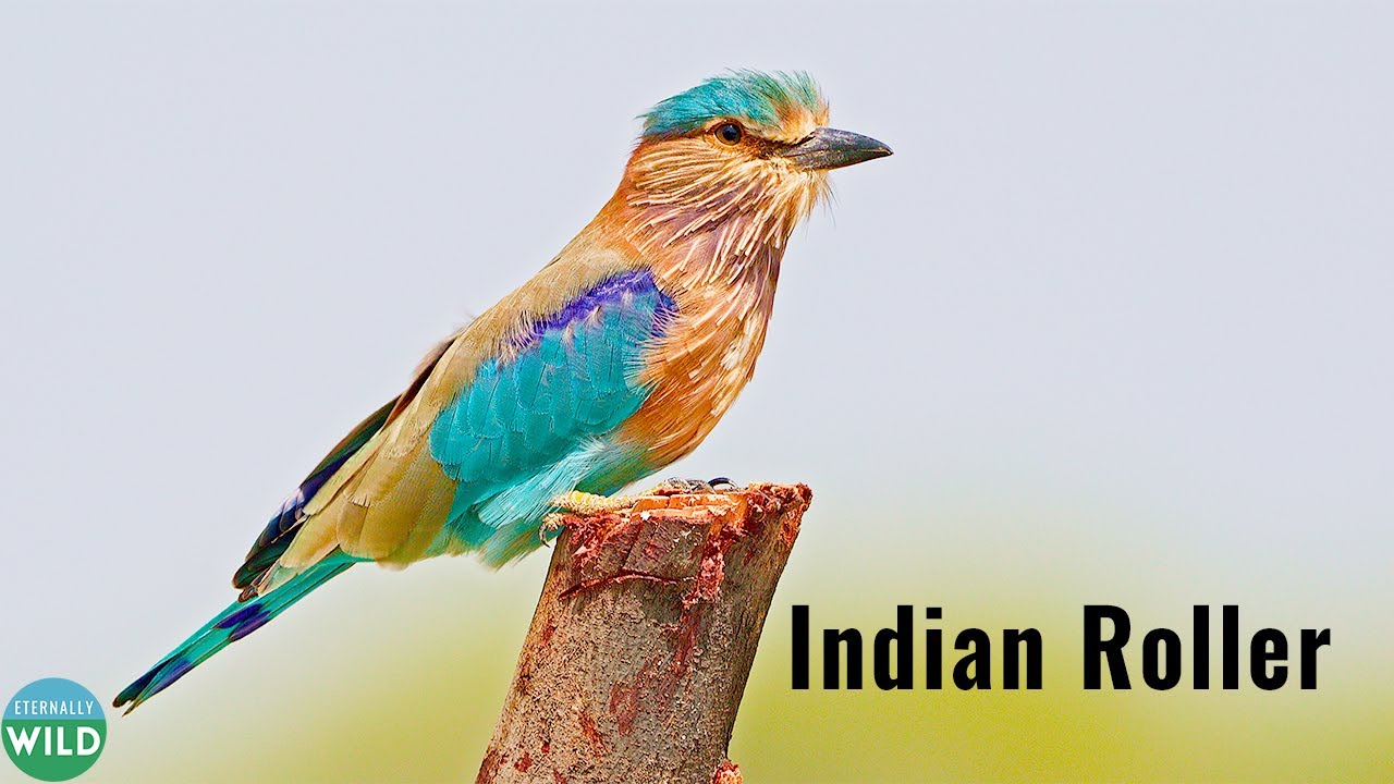 Nature's Jewel: The Indian Roller Bird - A Visual and Behavioral ...