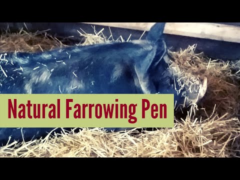 Natural Farrowing Pen For Our Pigs