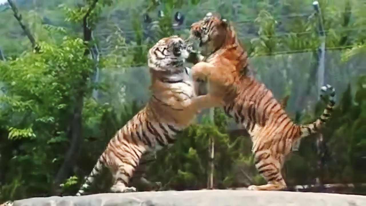 Tiger vs Tiger fight || two tiger fight you have never seen before ! # ...