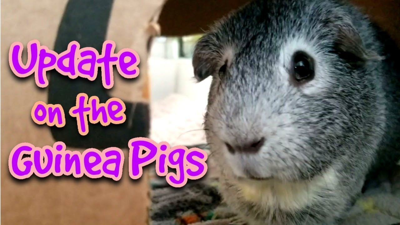 Update on the Guinea Pigs - YouTube