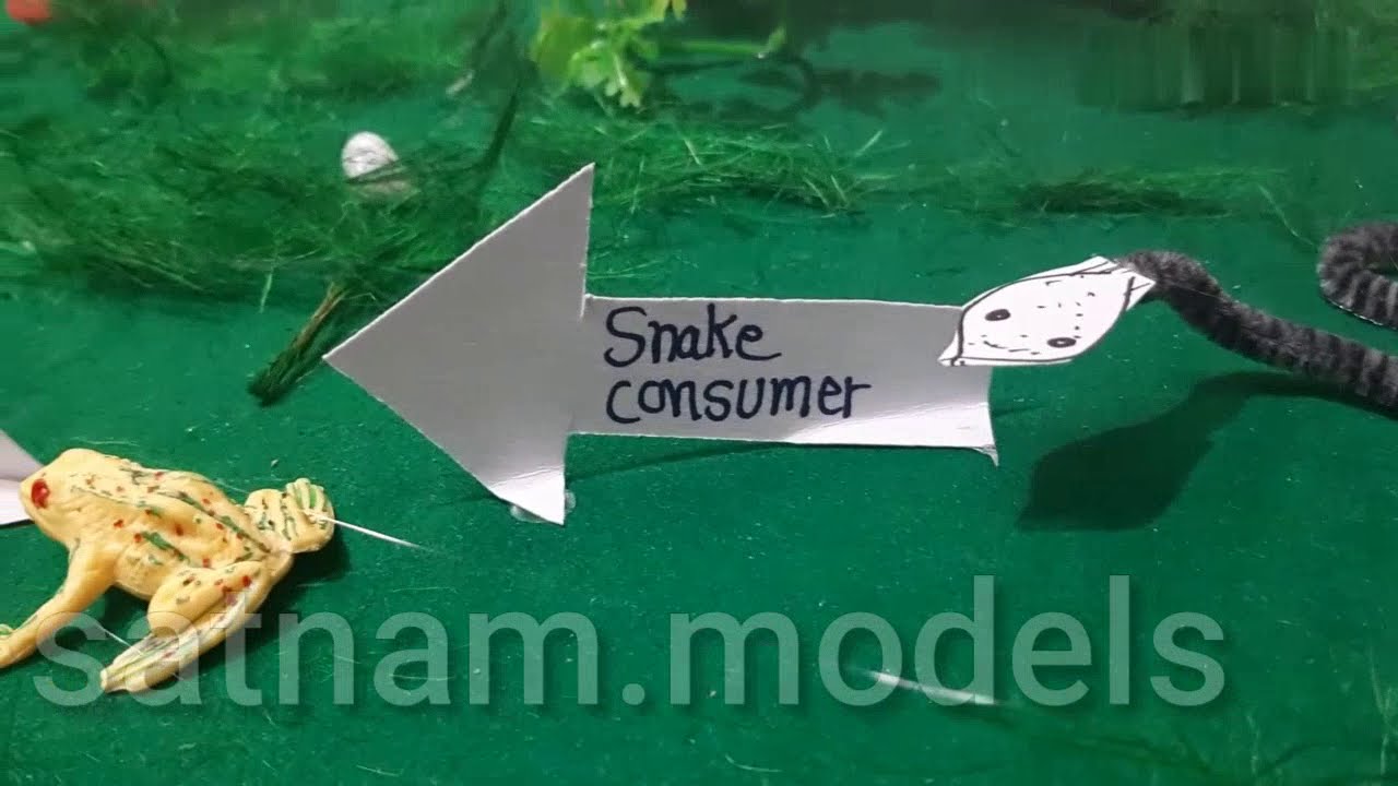 Food Chain model for school || how to make food chain model || food ...