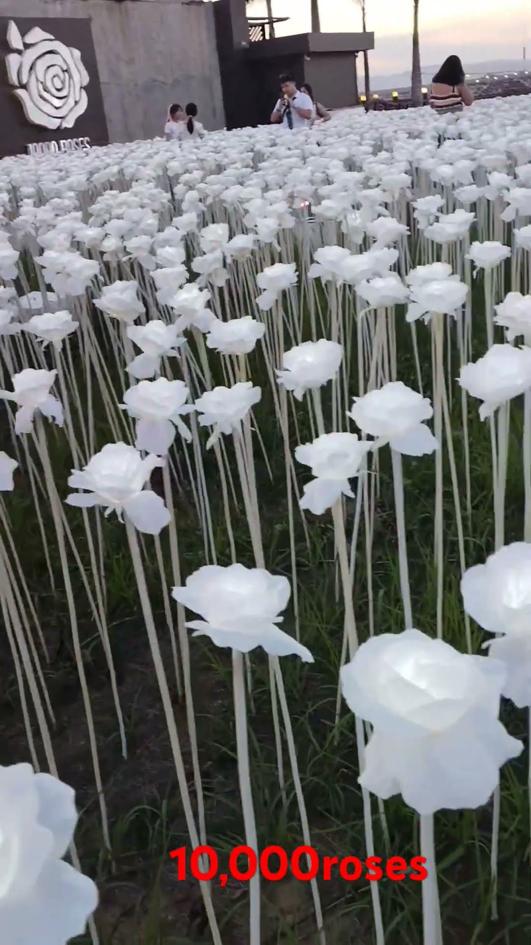 cebu 10,000 roses so realaxing - YouTube