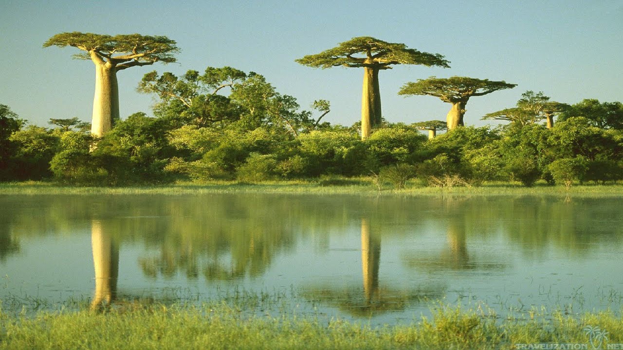 Largest Tree In South Africa Sagole Big Tree Giant In Venda Baobab