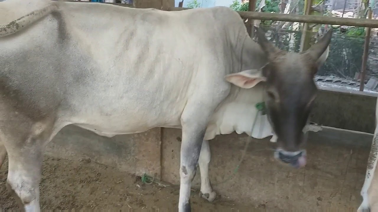 SIKLUS BIRAHI PADA SAPI BETINA - YouTube