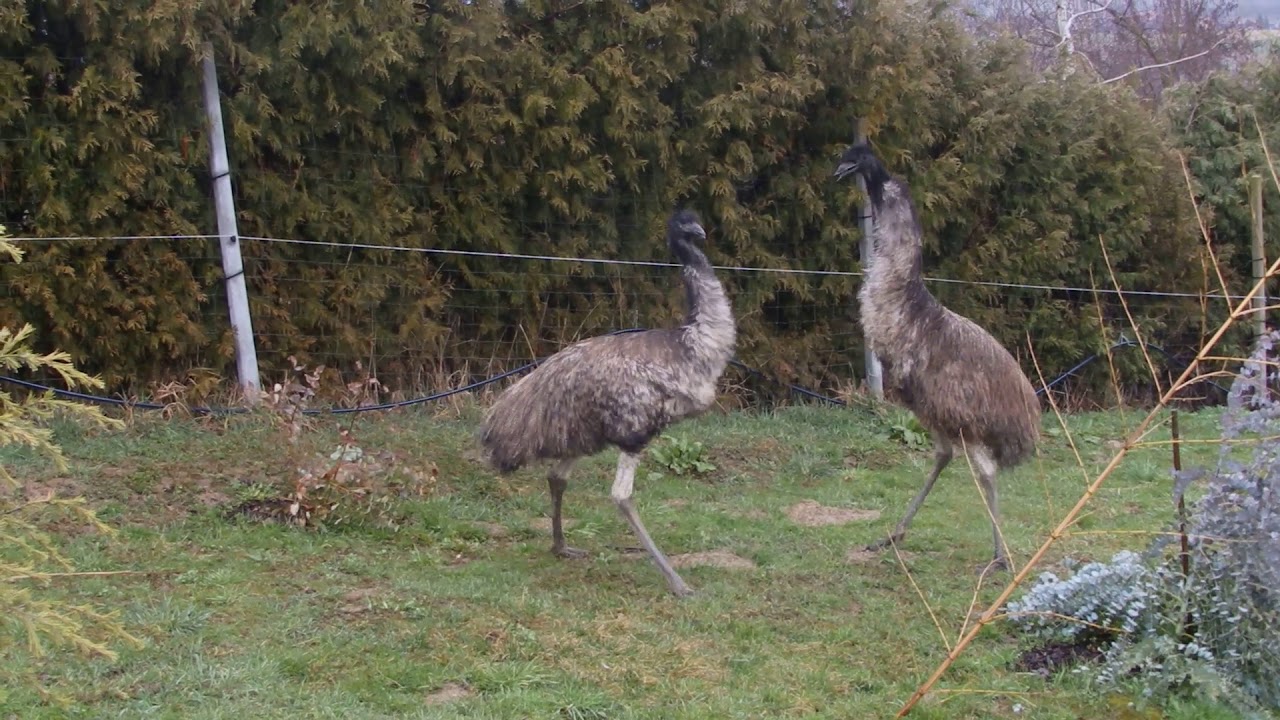 Emu Rain Dance / Emujev deževni ples - YouTube