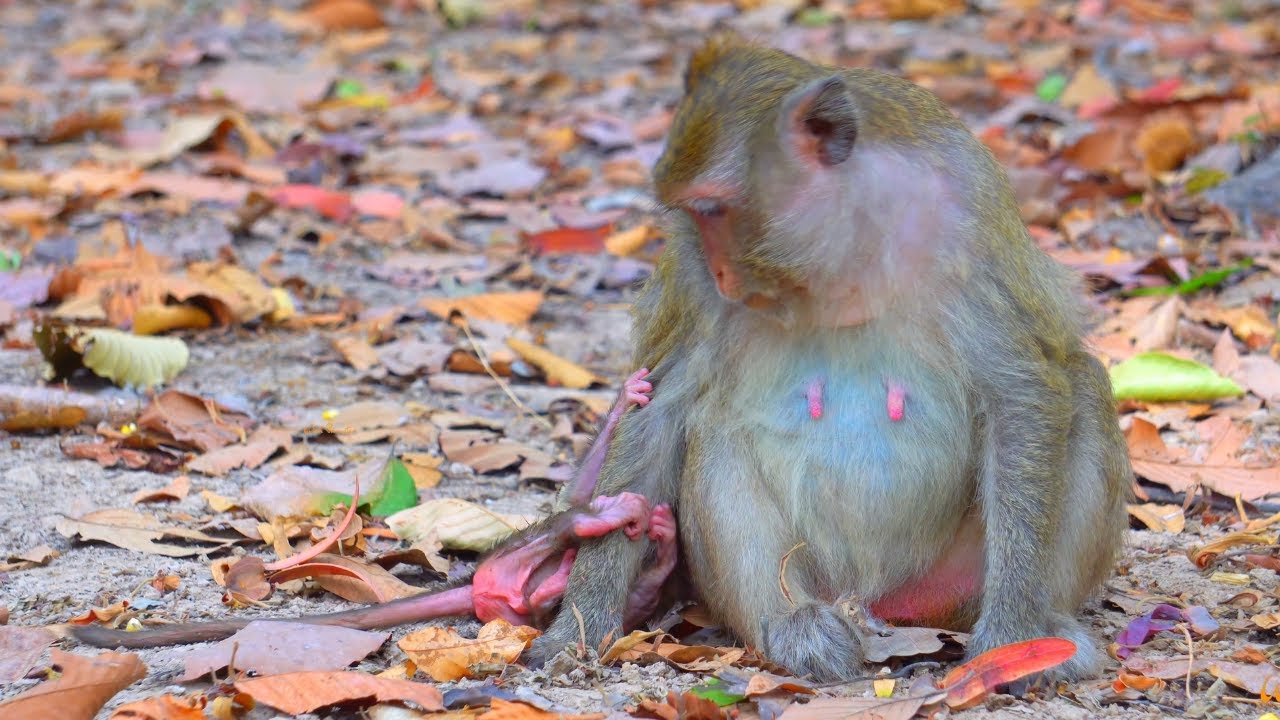 This Newborn Baby Just 3 Days Old and Looks A bit Weak | However, Baby ...