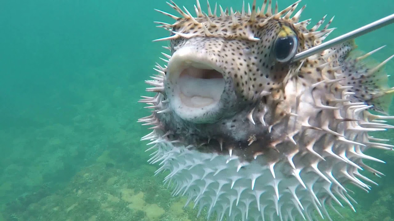 PescaSub PESCEPALLA nel TIRRENO! Si MANGIA? è VELENOSO? - YouTube
