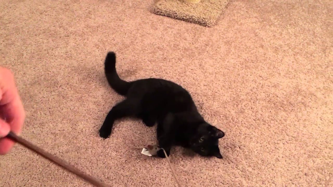 Meet My New Cat YouTube meet-my-new-cat-youtube