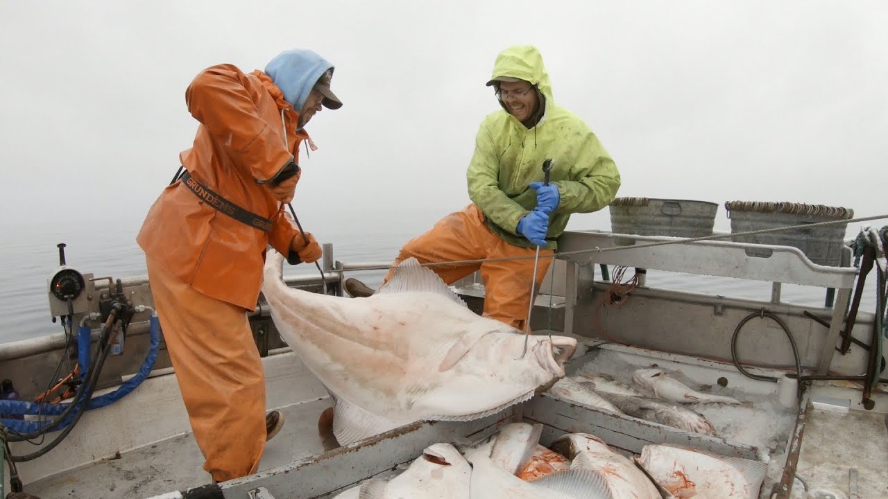 Wrapping up the Season Pt.3 - Halibut Longlining in Alaska - YouTube