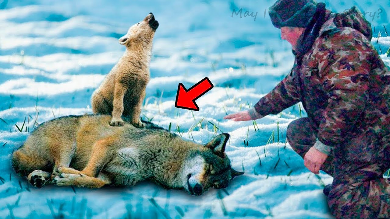 Man saved crying wolf cubs and their dying mama wolf. You won't believe ...
