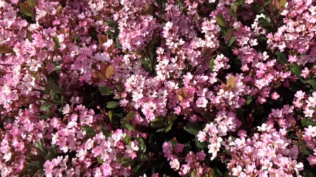 Rapiolepsis: Raphiolepis x delacourii (www.riomoros.com) - YouTube