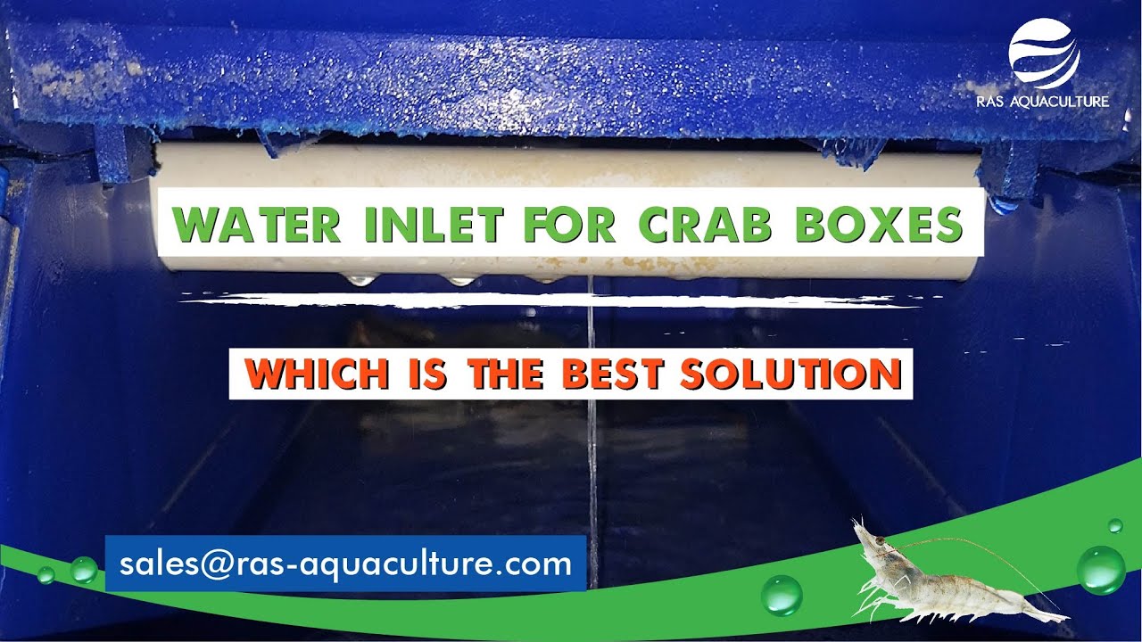 Optimizing Water Inlet Design for Mud Crab Boxes: Enhancing Survival ...