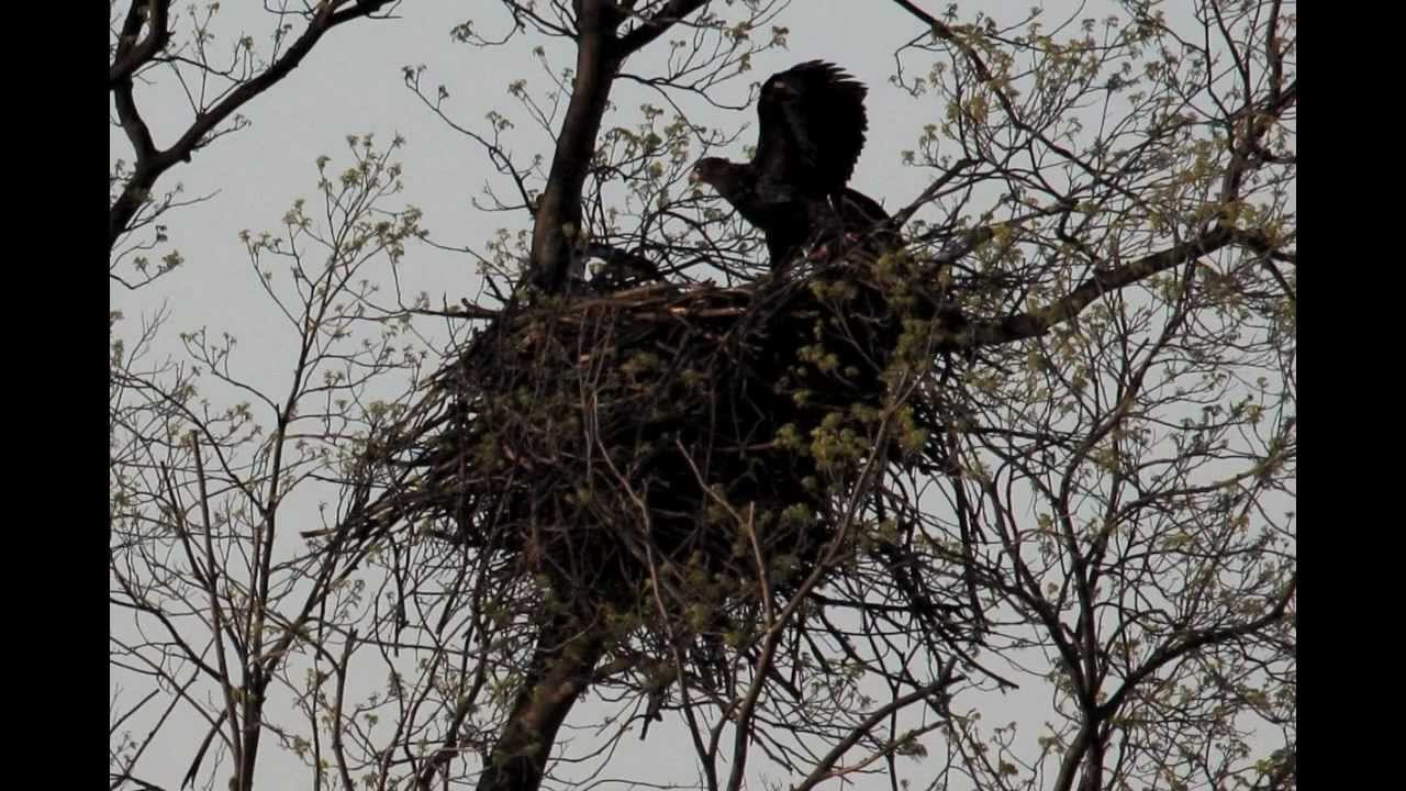 Bald Eagles Nest - Young Eagle Learning to Fly - YouTube