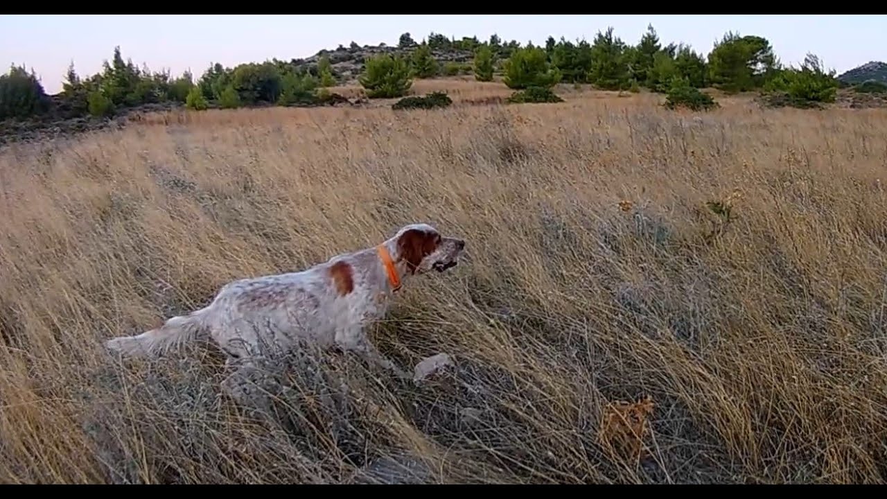 Κυνήγι ορτυκιού με setter Οκτ. 2020 - YouTube