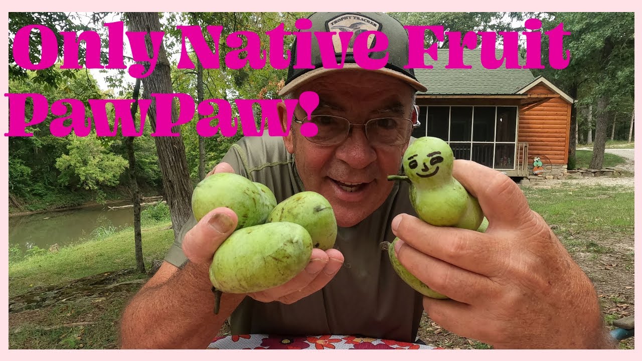 Finding the Only Native Fruit in the United States! - YouTube