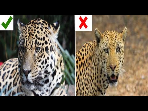 5 facts about Jaguars (Big cat) - YouTube