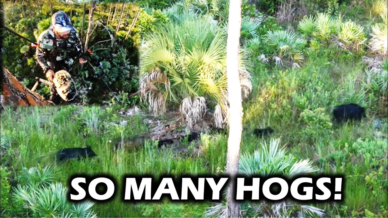 FLORIDA PUBLIC LAND HUNTING: A Day in the woods with Swamp N Stomp ...