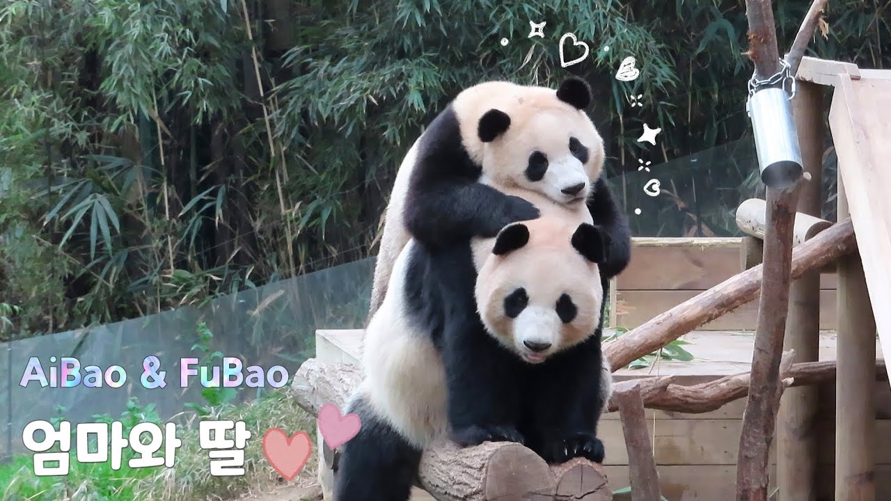 엄마에게 백허그 하는 푸바오💕 사랑스러운 모녀 (AiBao & FuBao) | 에버랜드 판다월드 - YouTube