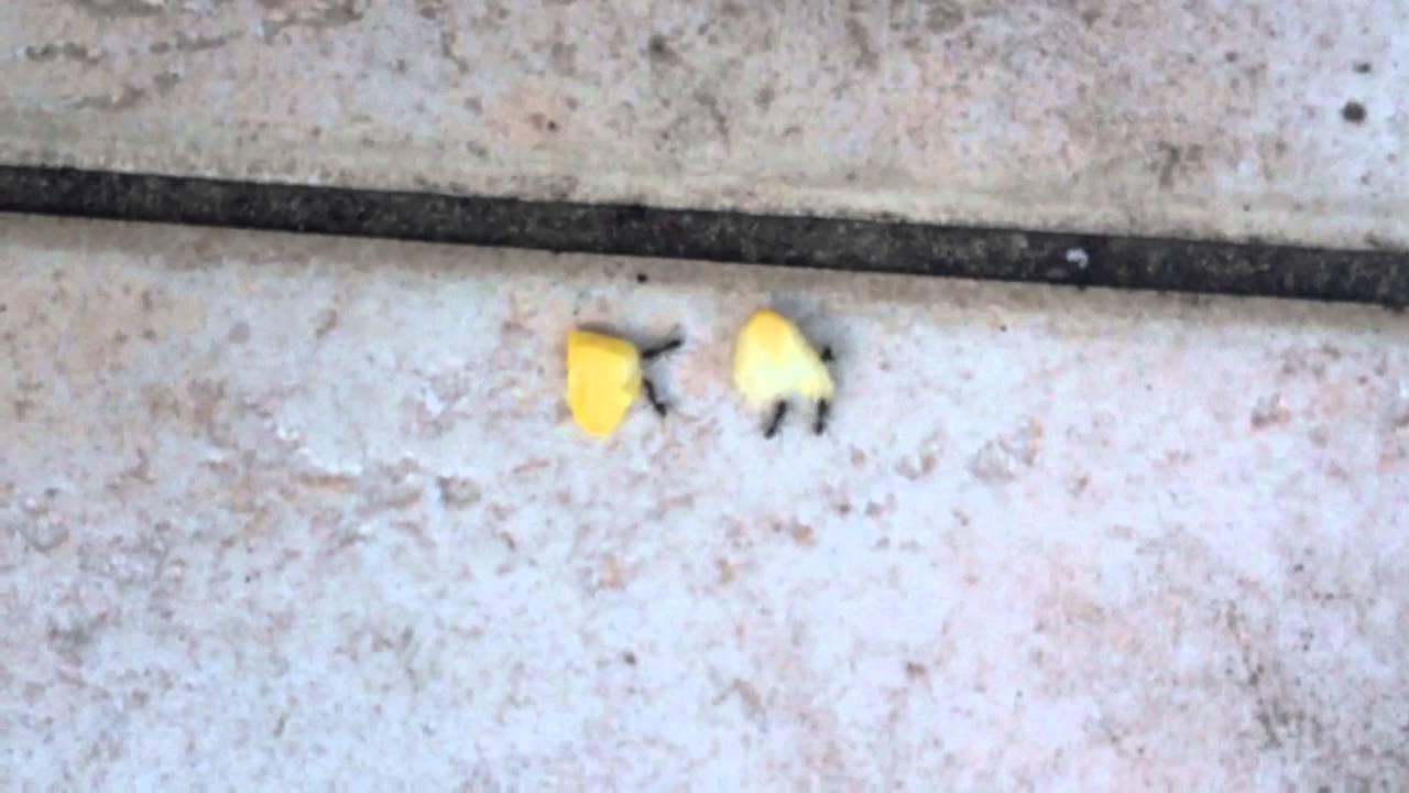 Ants eating corn - YouTube