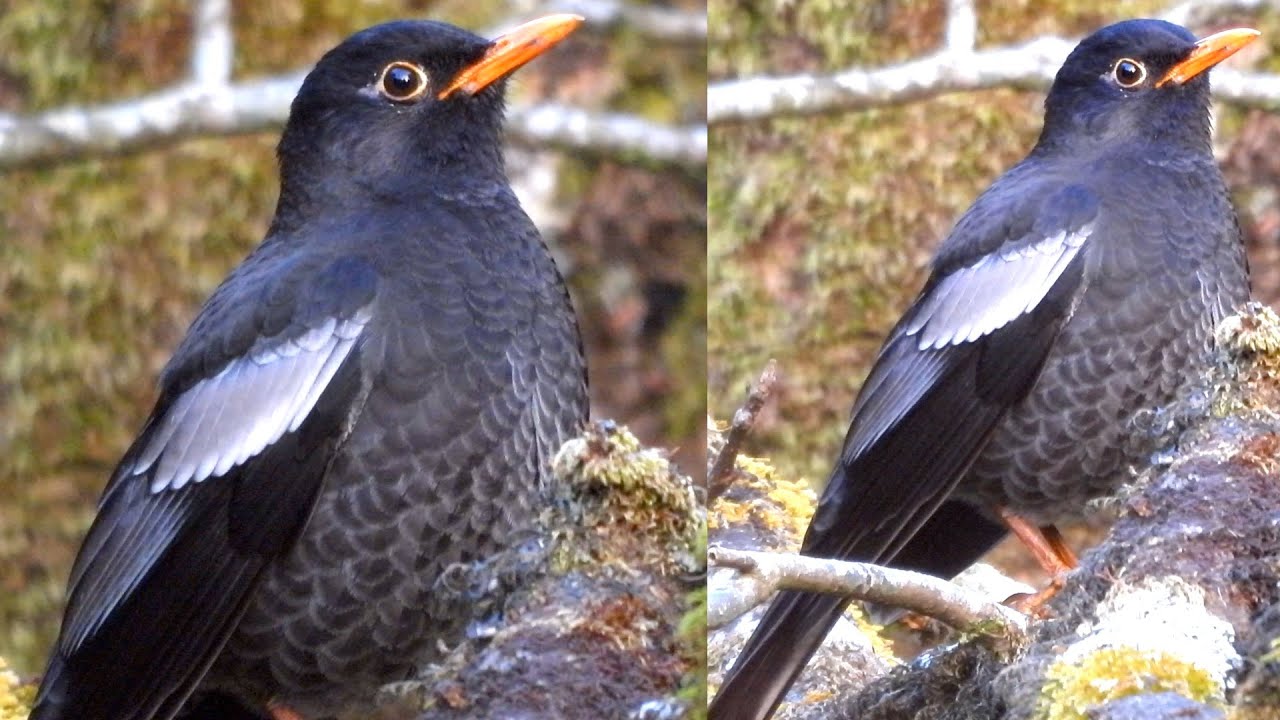 Grey-winged Blackbird one of India's finest songsters, even as it ...