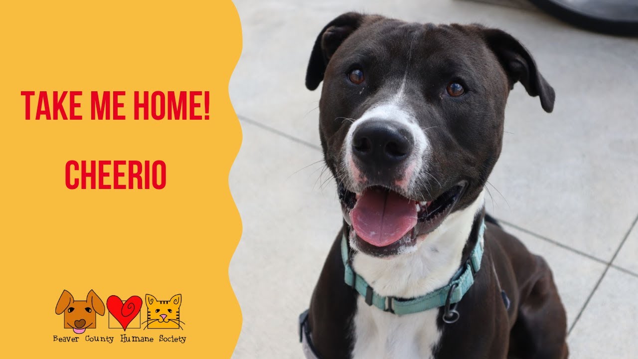 Take Me Home Tuesday- Meet Cheerio - YouTube