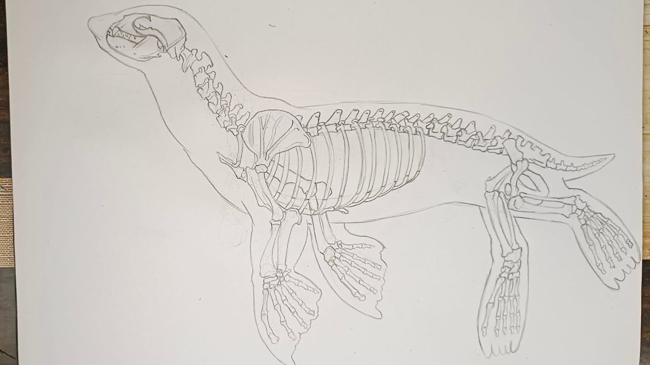 Draw Sea lion Anatomy , Part 1 - YouTube