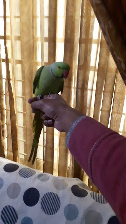 My Indian Ringneck Parrot Perch On My Hand Parrot Sits On My Finger Part2 Shorts