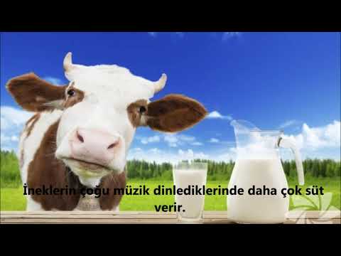 en ilginç eğlenceli video bilgiler - 3