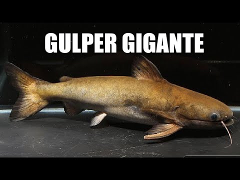 GULPER GIANT - TOCANTISIA PIRESI - NEW TROPICAL MONSTER CAT FISH ...