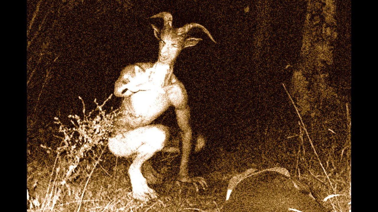 Strange Creatures Caught On Camera New - YouTube