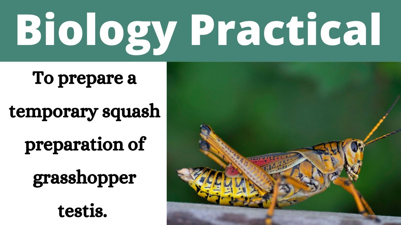 Grasshopper Testis Dissection