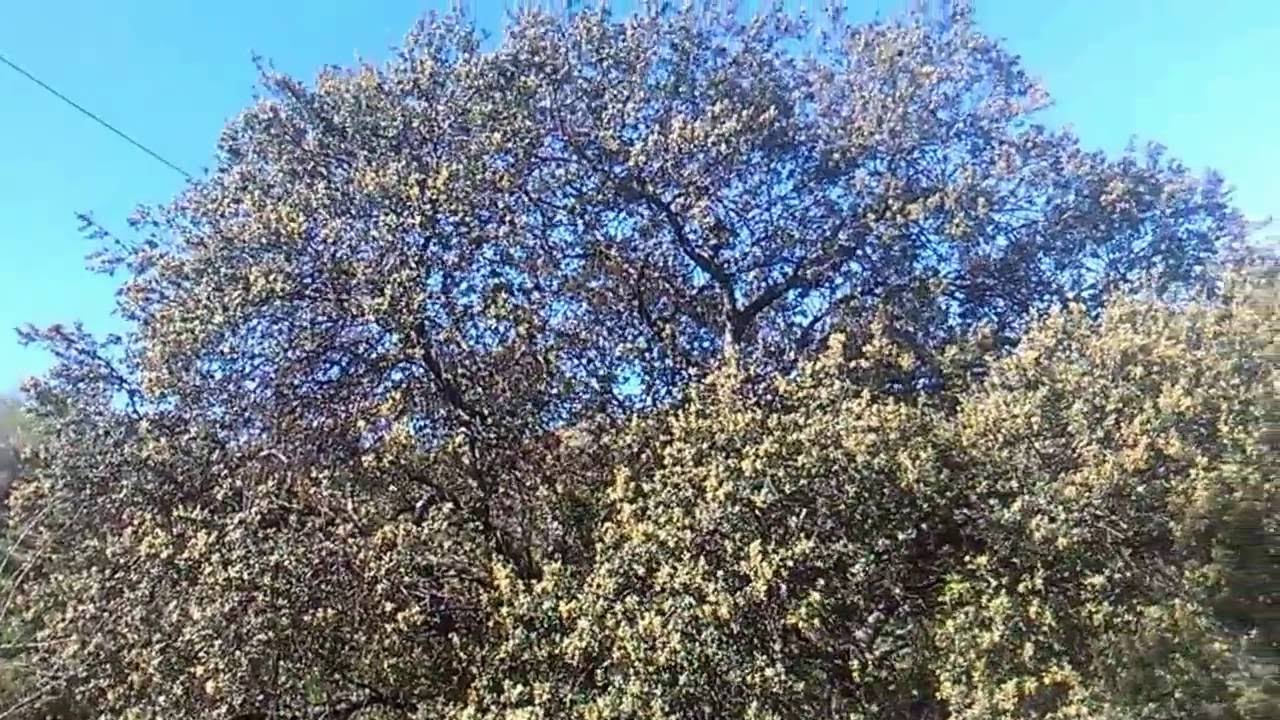 Quercus ilex la encina - YouTube