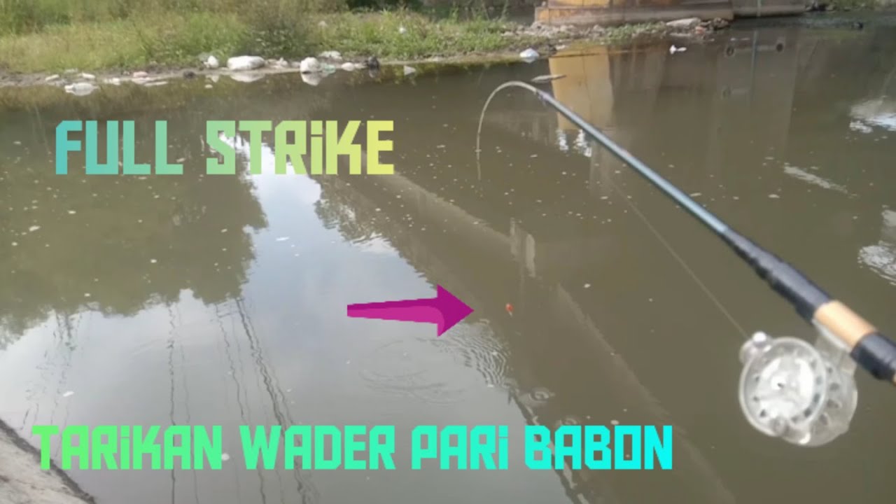 Mancing Wader Pari Di Spot Bawah Jembatan (micro fishing) - YouTube