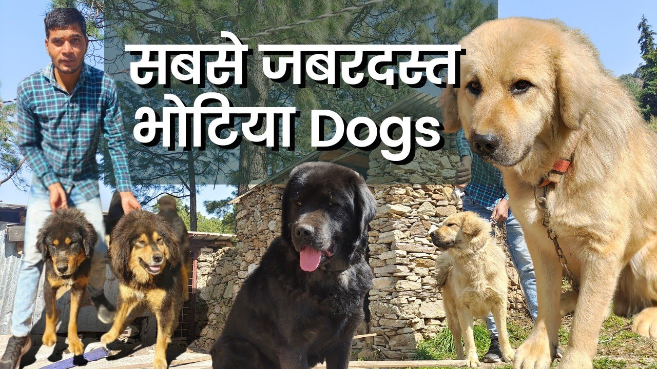 Best Bhotia Dogs| @Amarkennel | Pahadi Dera - YouTube