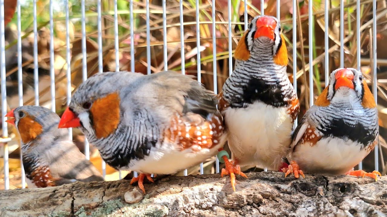 A gang of baby birds are squealing loudly for their mother : zebra ...