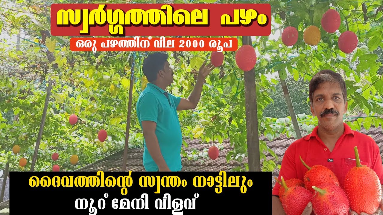 സ്വര്‍ഗ്ഗത്തിലെ പഴം | GAC FRUIT | HEAVENLY FRUIT | നൂറ് മേനി വിളവ് ...