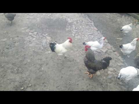 Polski Kogut pieje