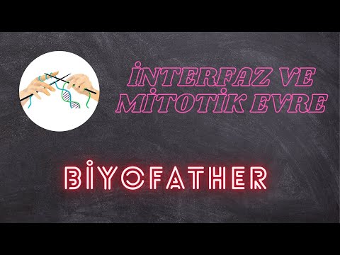 İNTERFAZ VE MİTOTİK EVRE