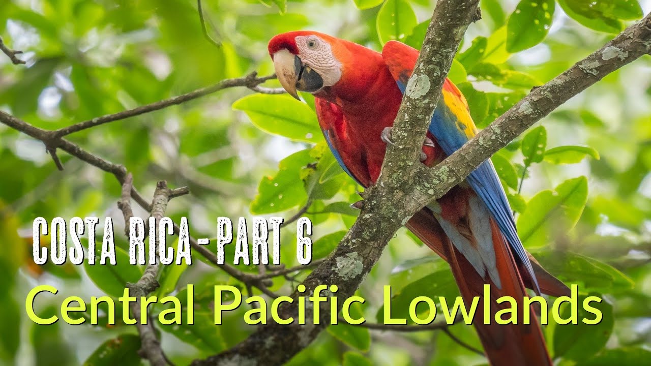 Amazing Costa Rica | Birds of the Central Pacific Lowlands | Villa ...