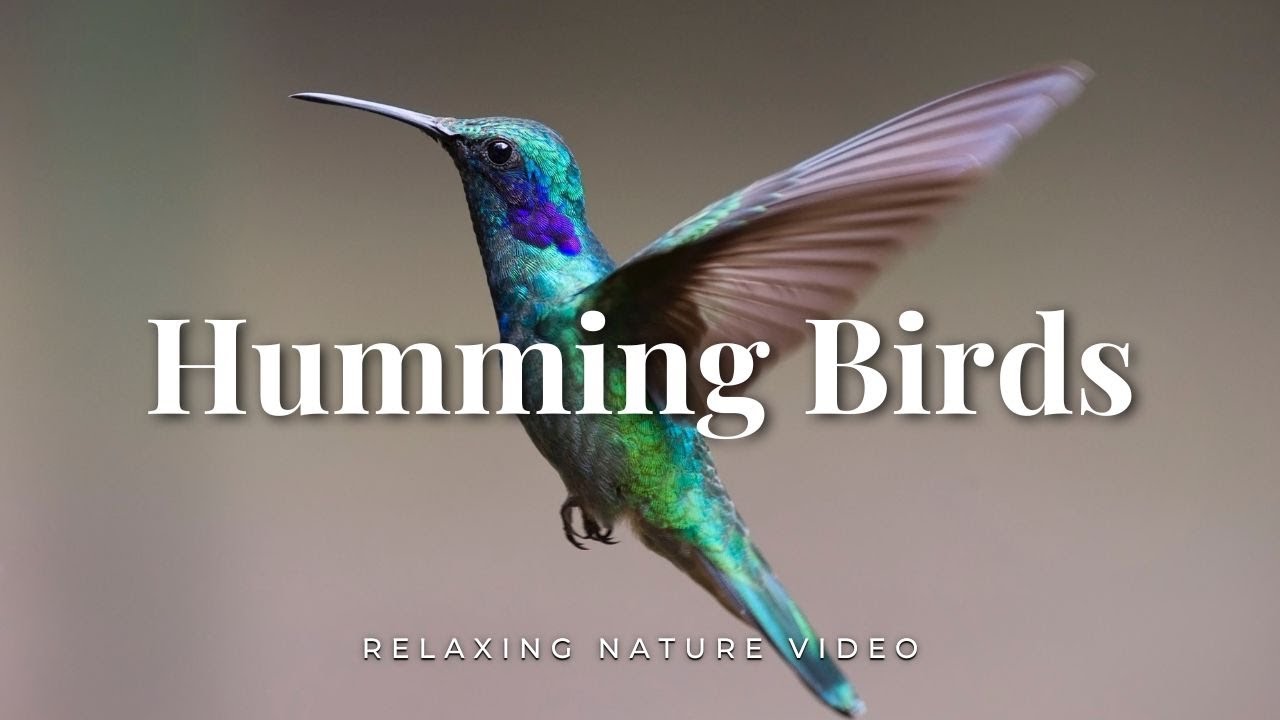 20 MIN | Humming Birds Relaxing Nature Video with Bird and Nature ...