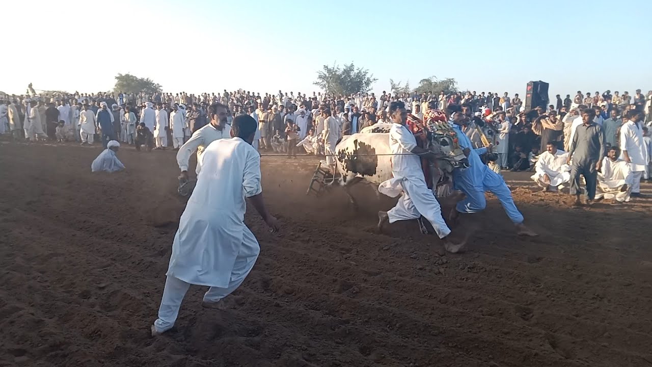 Traditional Bull Race in Pakistan || Bull Race Chakrali || FACT VIDEOS ...
