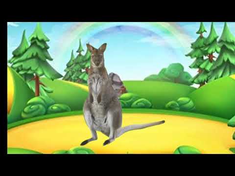 Suara kanguru